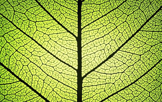 Chlorofyl: Alles over het ontstaan ervan